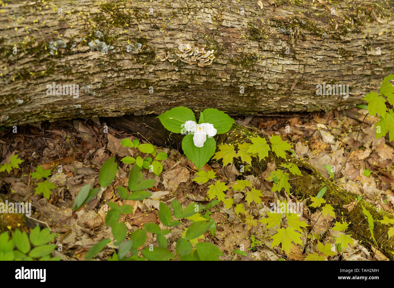 Trillium grandiflorum root hi-res stock photography and images - Alamy