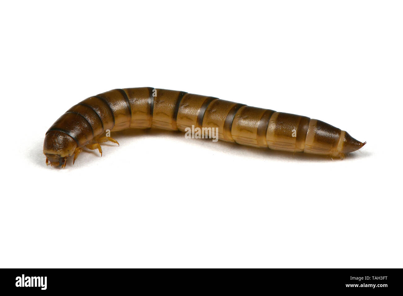 Wireworm High Resolution Stock Photography and Images - Alamy