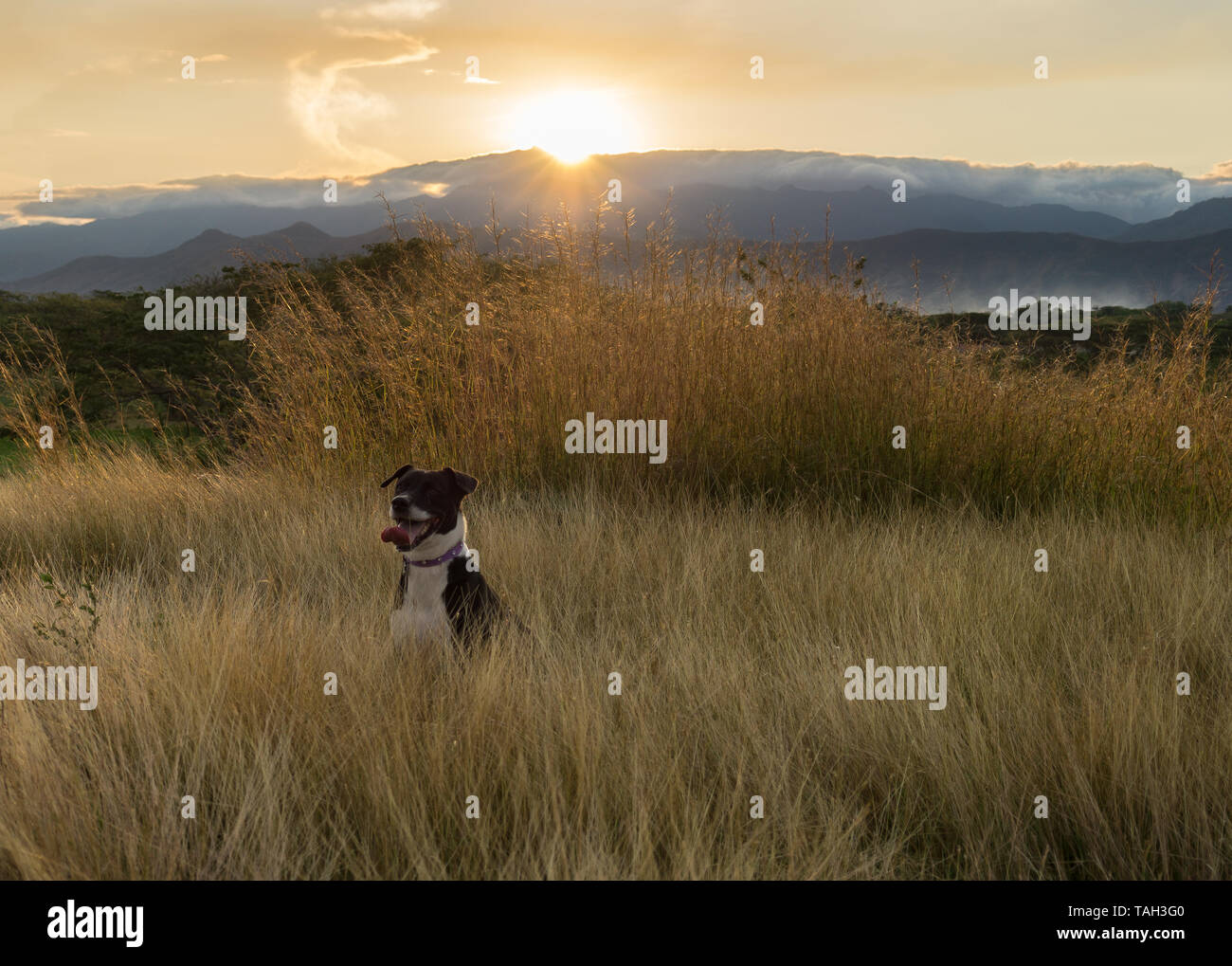 Pretty pet hi-res stock photography and images - Alamy