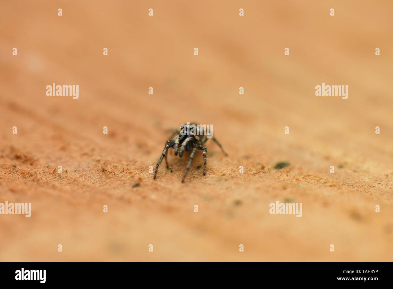Jumping Spider (Salticus scenicus) on wood background. High resolution ...