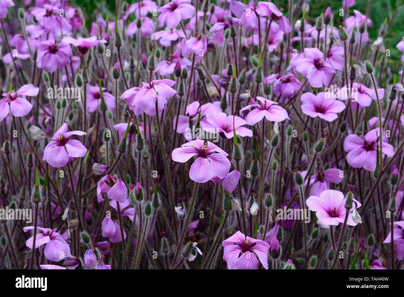 Geranium maderense giant herb Robert flowers Stock Photo - Alamy