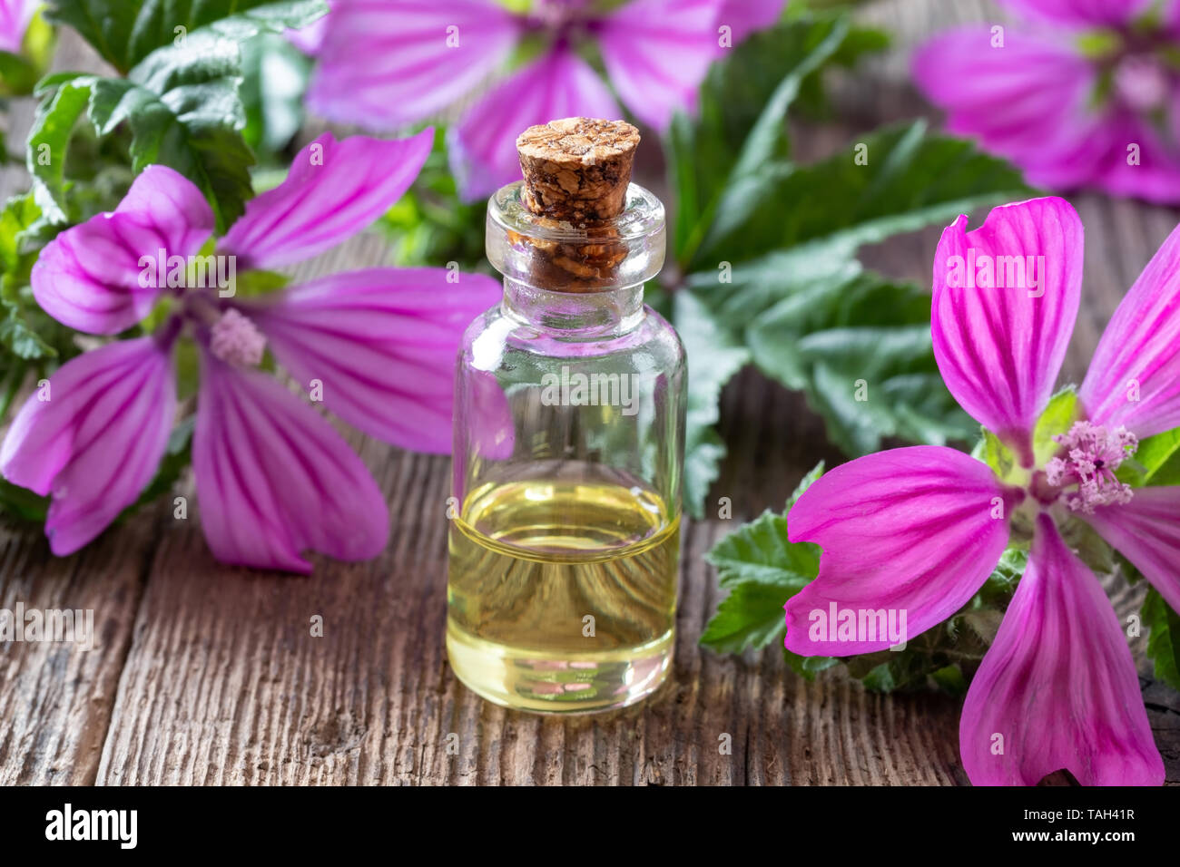 A bottle of common mallow essential oil with fresh blooming malva ...