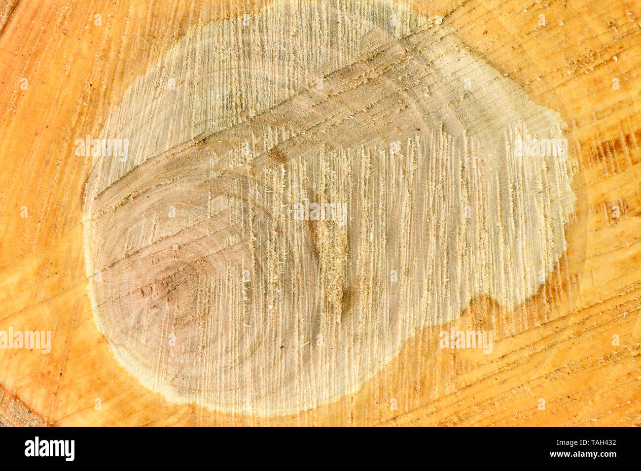 Top view of the surface of the fresh stump with annual rings closeup ...