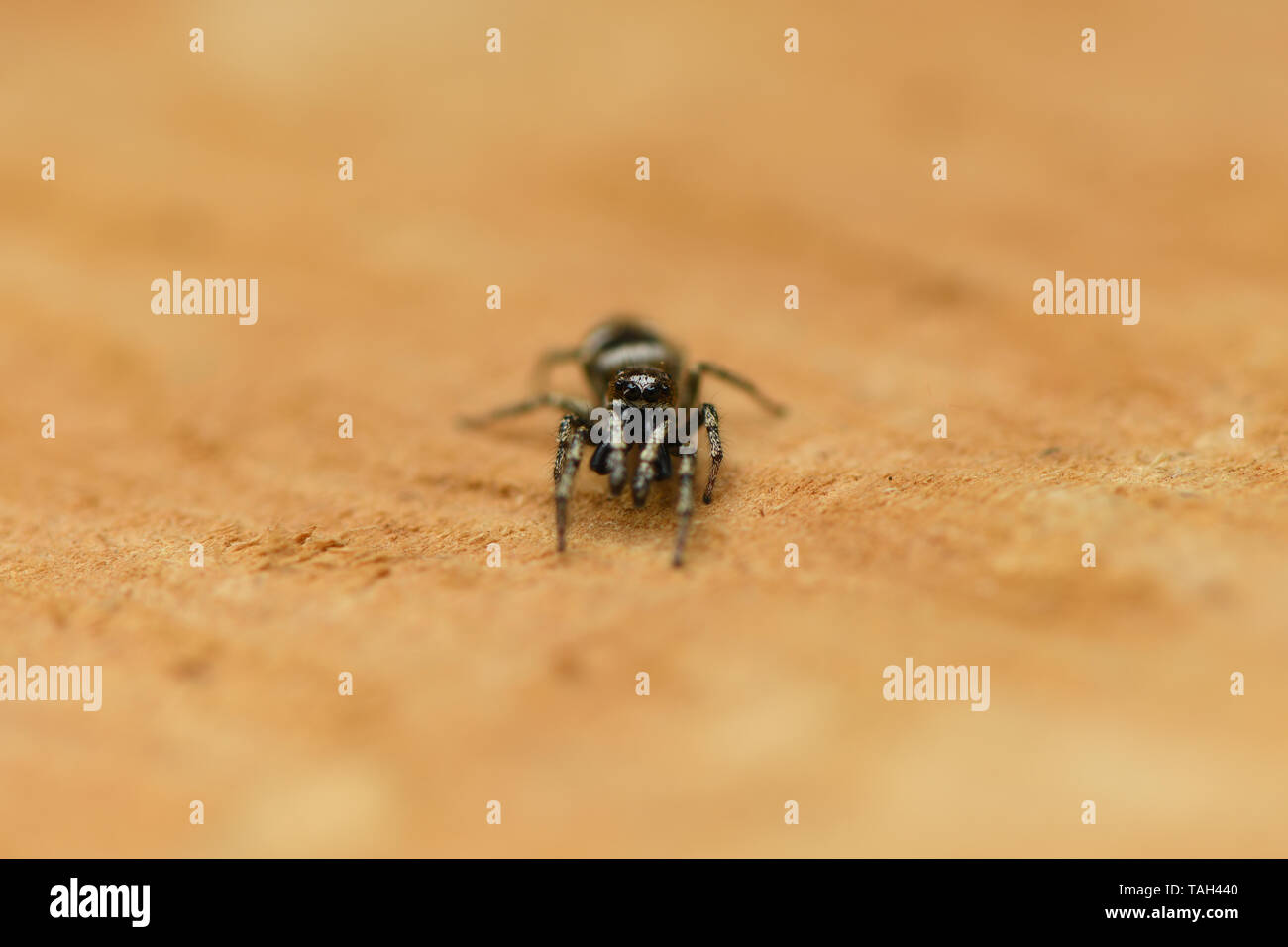 Jumping Spider (Salticus scenicus) on wood background. High resolution ...