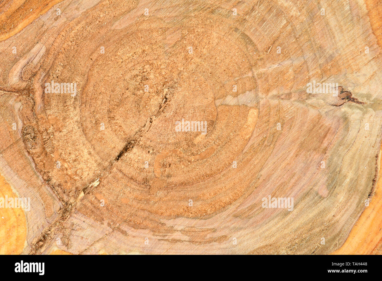 Top view of the surface of the fresh stump with annual rings closeup ...