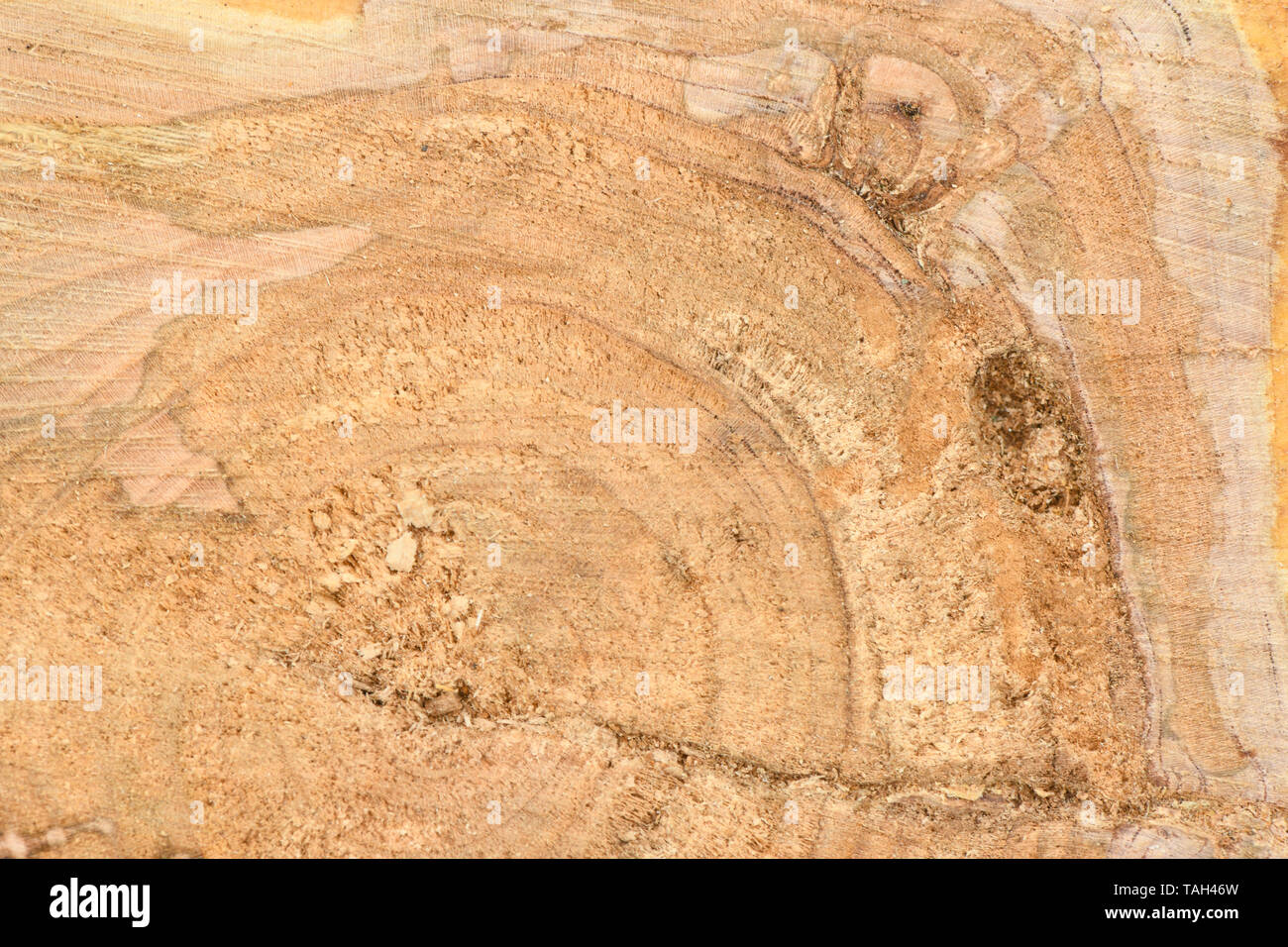 Top view of the surface of the fresh stump with annual rings closeup ...