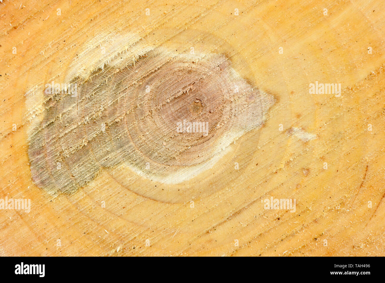 Top view of the surface of the fresh stump with annual rings closeup ...