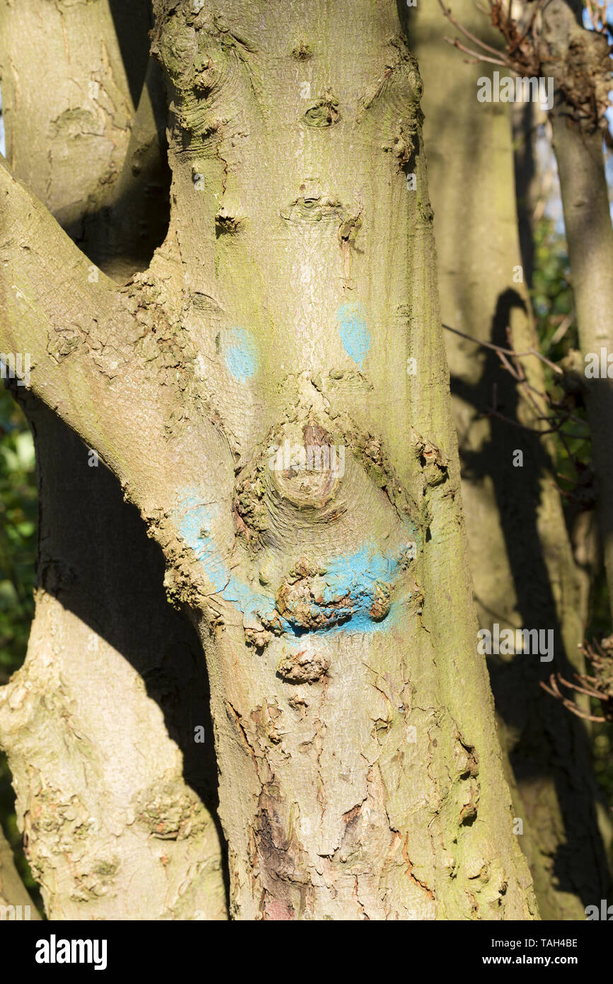 A painted smiley face on a tree Stock Photo - Alamy