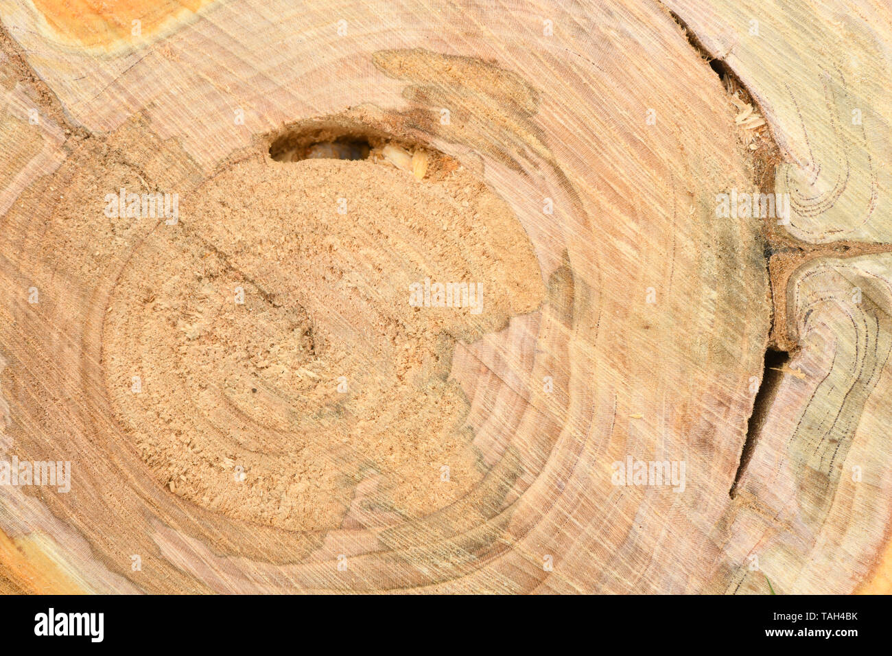 Top view of the surface of the fresh stump with annual rings closeup ...