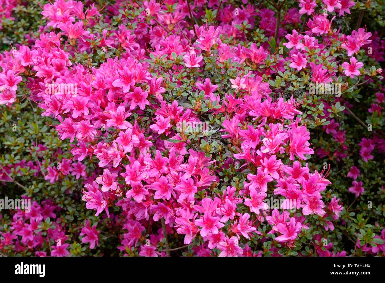 Rhododendron amoenum evergreen flowering azalia flowers Stock Photo - Alamy