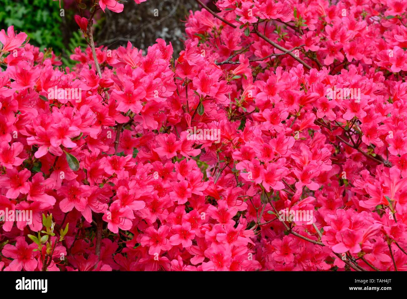 Rhododendron Brazier azalea rhododendron flowers Stock Photo - Alamy