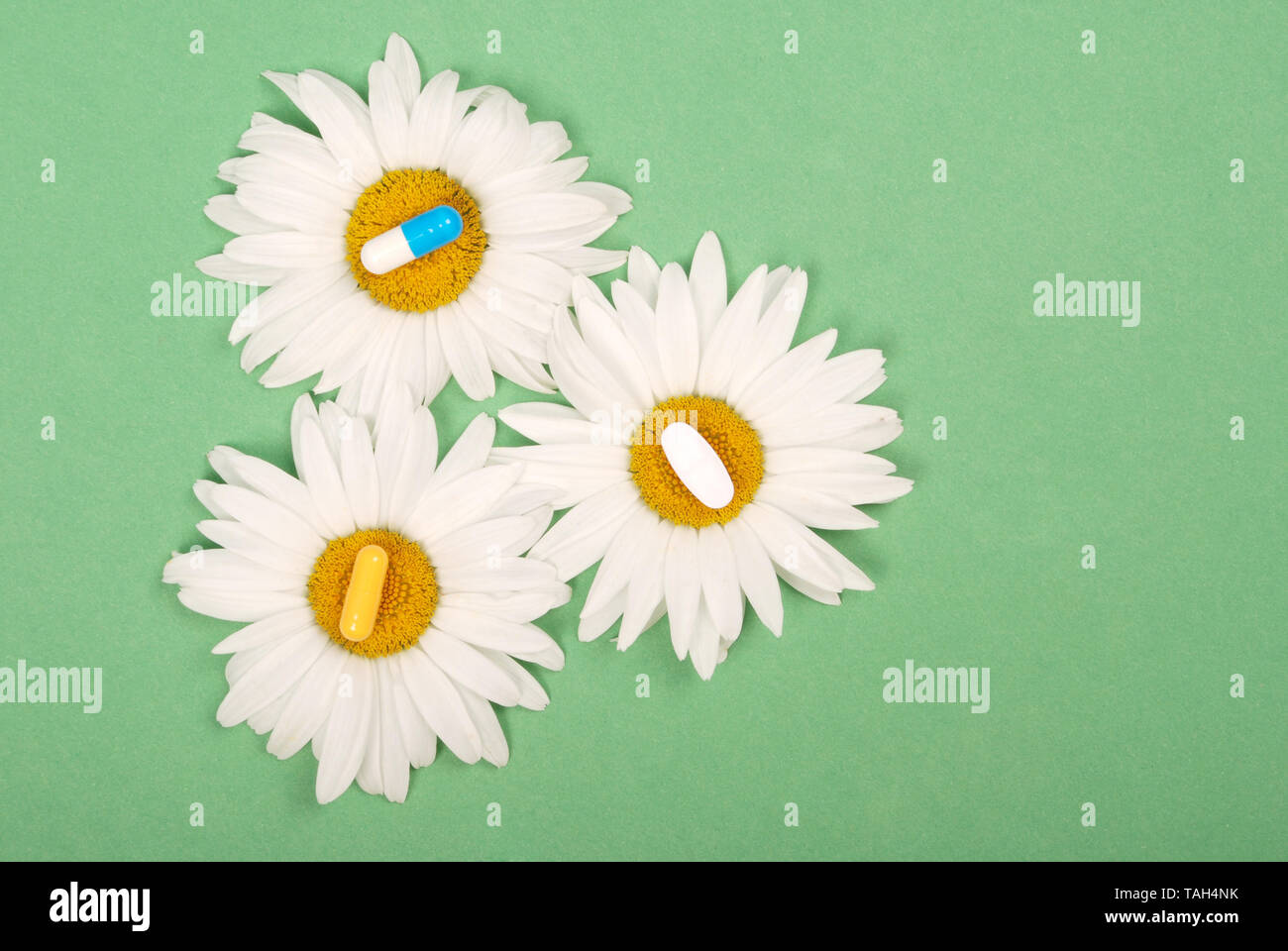 Chamomile flowers, homeopathic medicine. Tablets on yellow pollen Stock ...