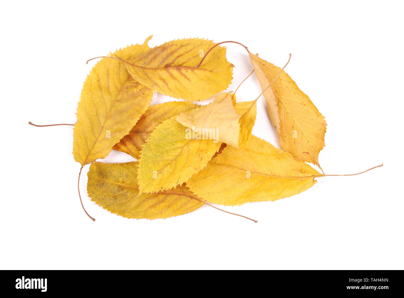 Collection group beautiful colorful autumn cherry leaves isolated on ...