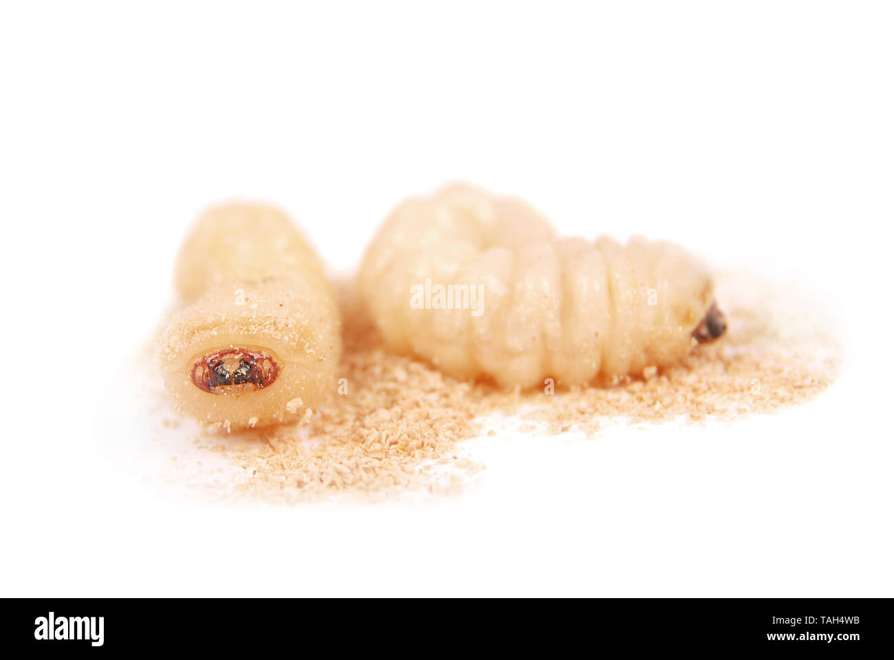 Larva bark beetle (Scolytinae). Larva of Bark beetles legless isolated ...