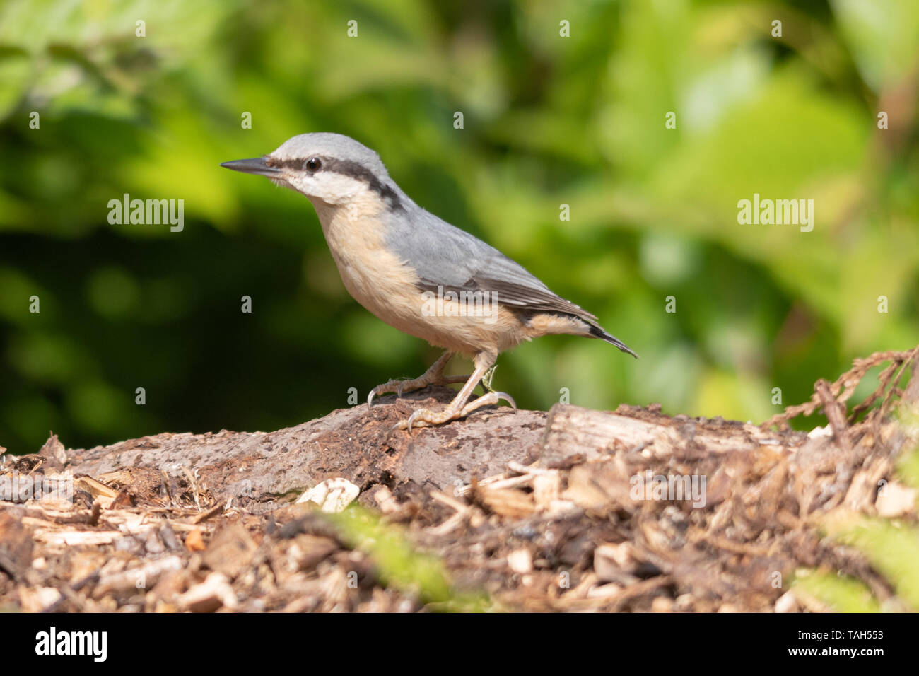 Nuthatch bird (Sitta europaea), during spring, UK Stock Photo - Alamy