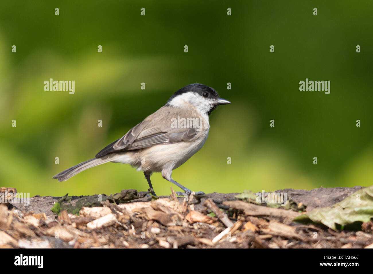 Marsh tit (Poecile palustris), a small british passerine bird, UK Stock ...