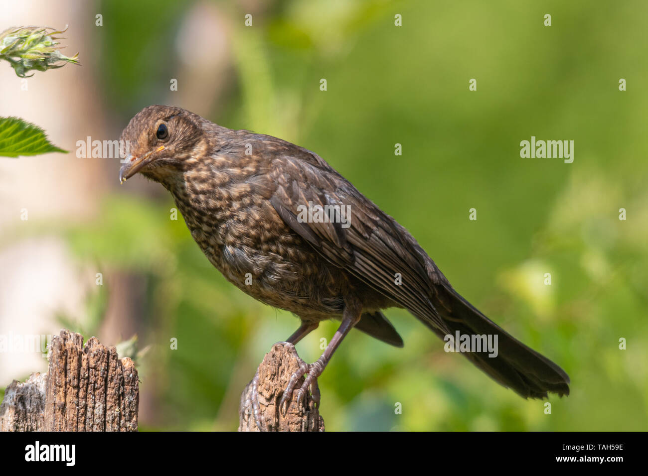 Female blackbird (Turdus merula), a common british garden bird, during ...