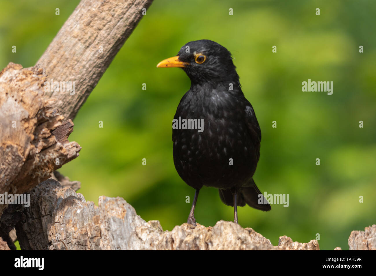 Male blackbird (Turdus merula), a common british garden bird, during ...