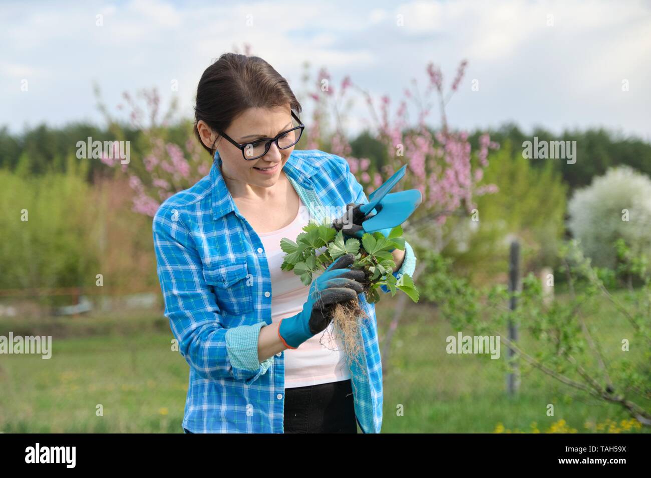 Portrait of mature woman in garden with tools, strawberry bushes ...