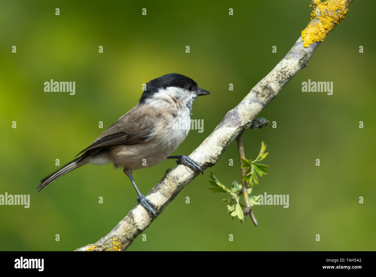 Marsh tit (Poecile palustris), a small british passerine bird, UK Stock ...