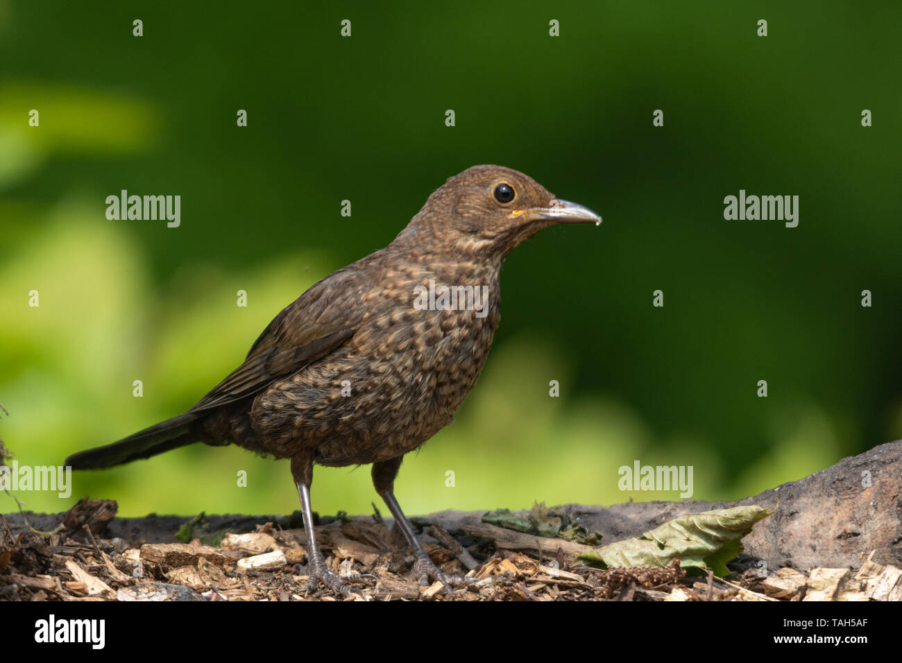 Female blackbird hi-res stock photography and images - Alamy