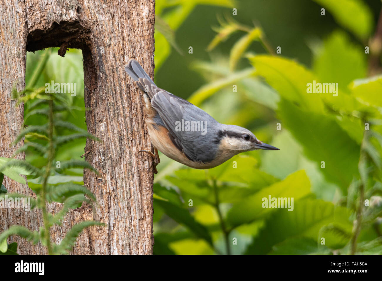 Uk woodland birds hi-res stock photography and images - Alamy
