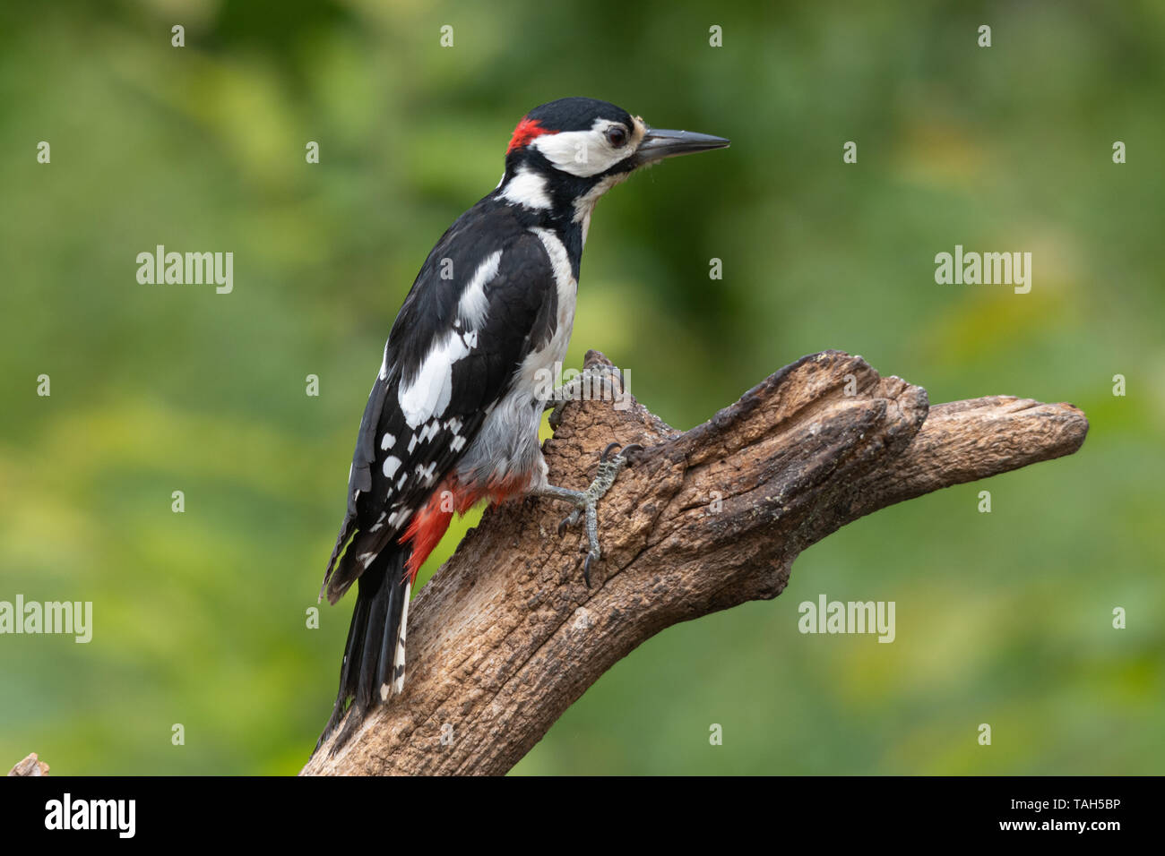 Great spotted woodpecker (Dendrocopos major), a woodland bird, during ...