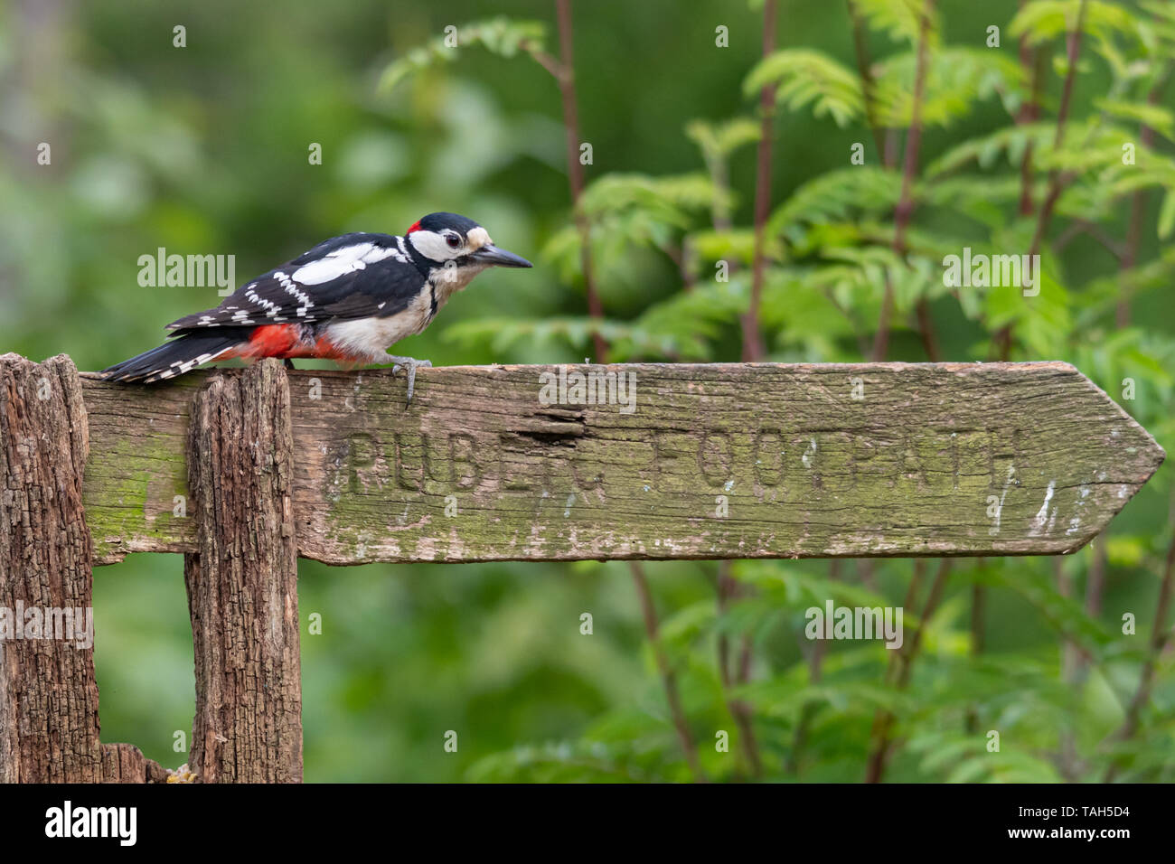 Sign woodpecker hi-res stock photography and images - Alamy