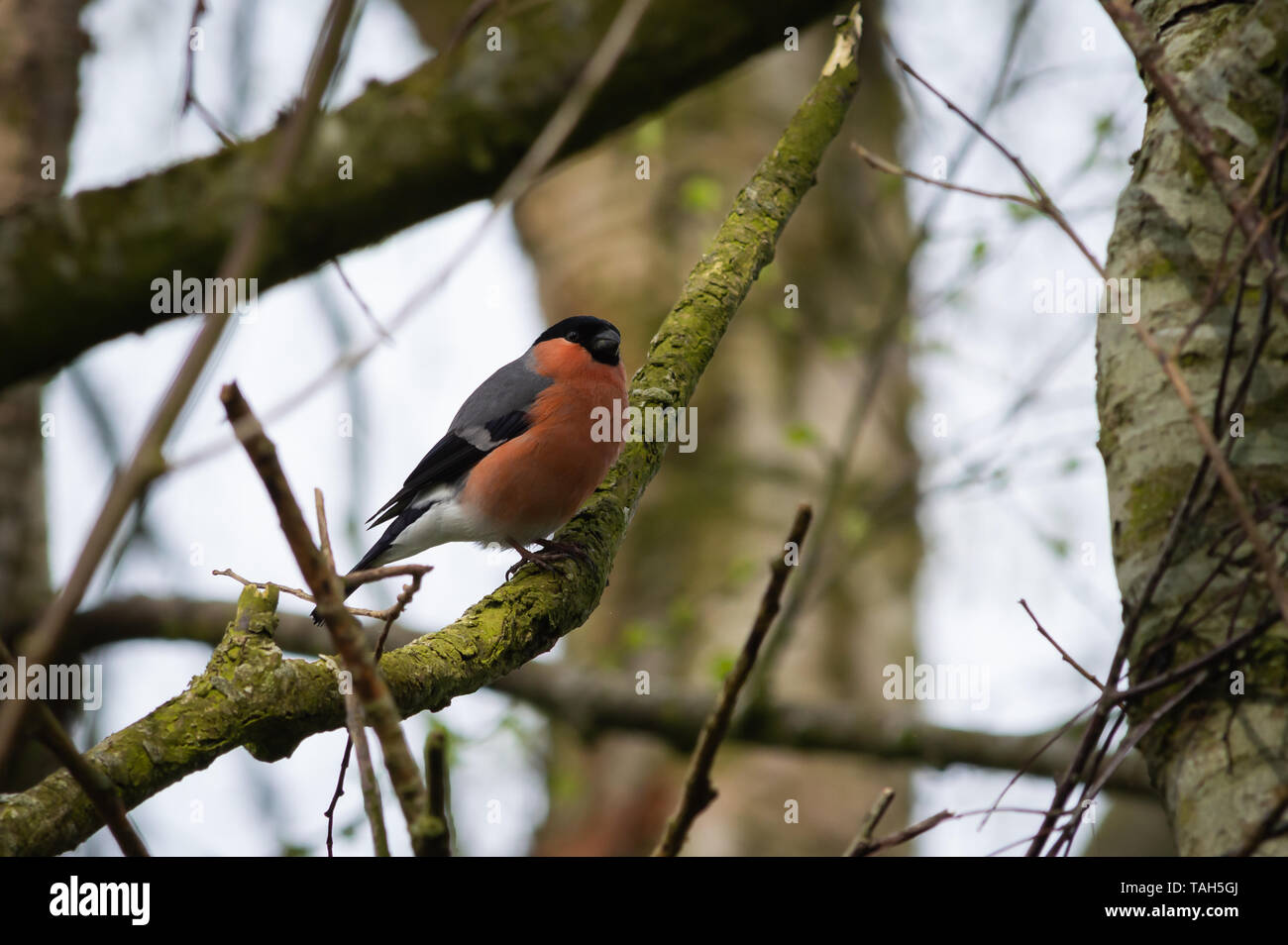 Northern bullfinch hi-res stock photography and images - Alamy
