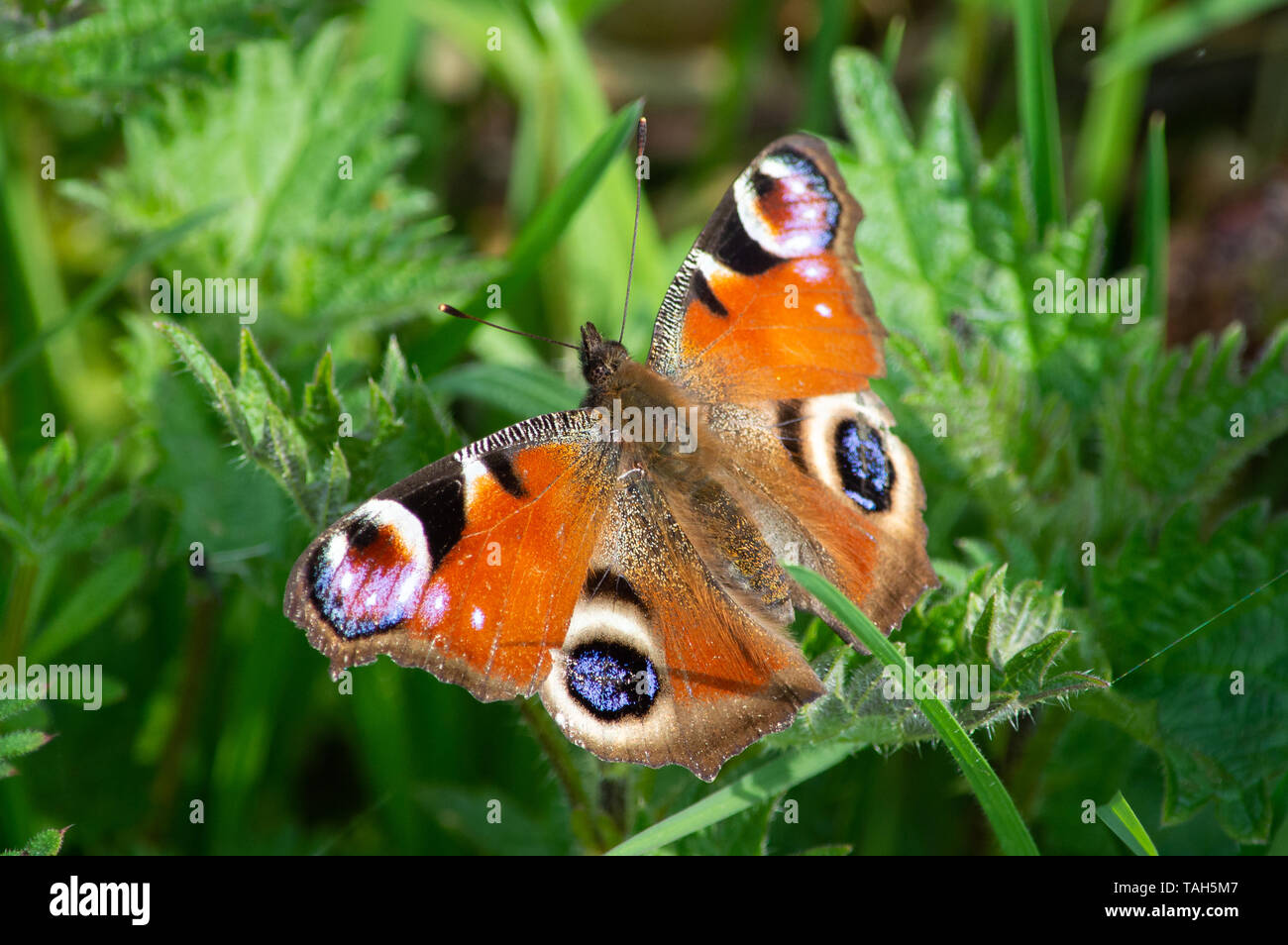 Nettles butterfly hi-res stock photography and images - Alamy