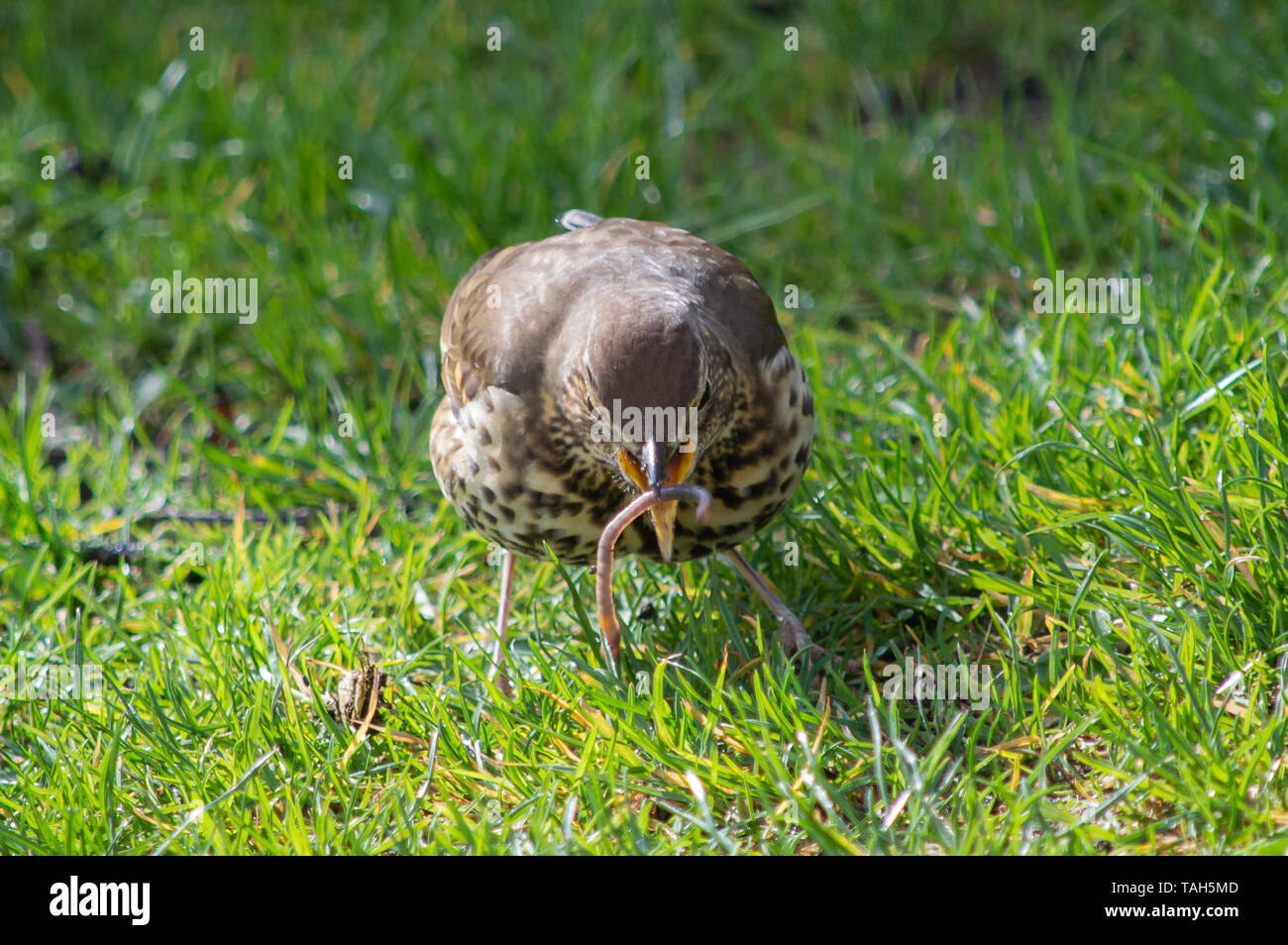 Song thrush eating worm Stock Photo - Alamy