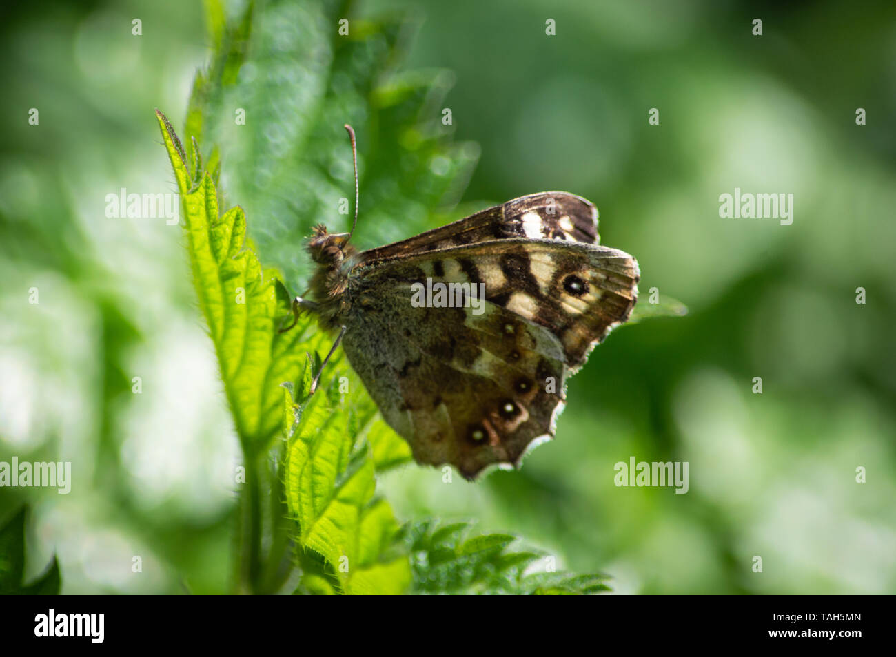 Nettle animal hi-res stock photography and images - Alamy