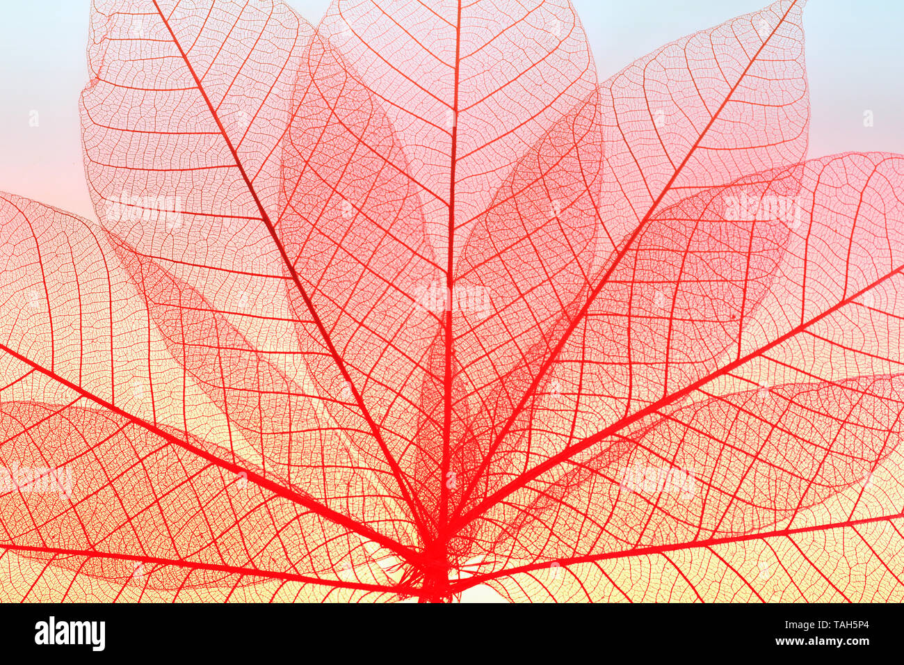 Leaf skeleton hi-res stock photography and images - Alamy