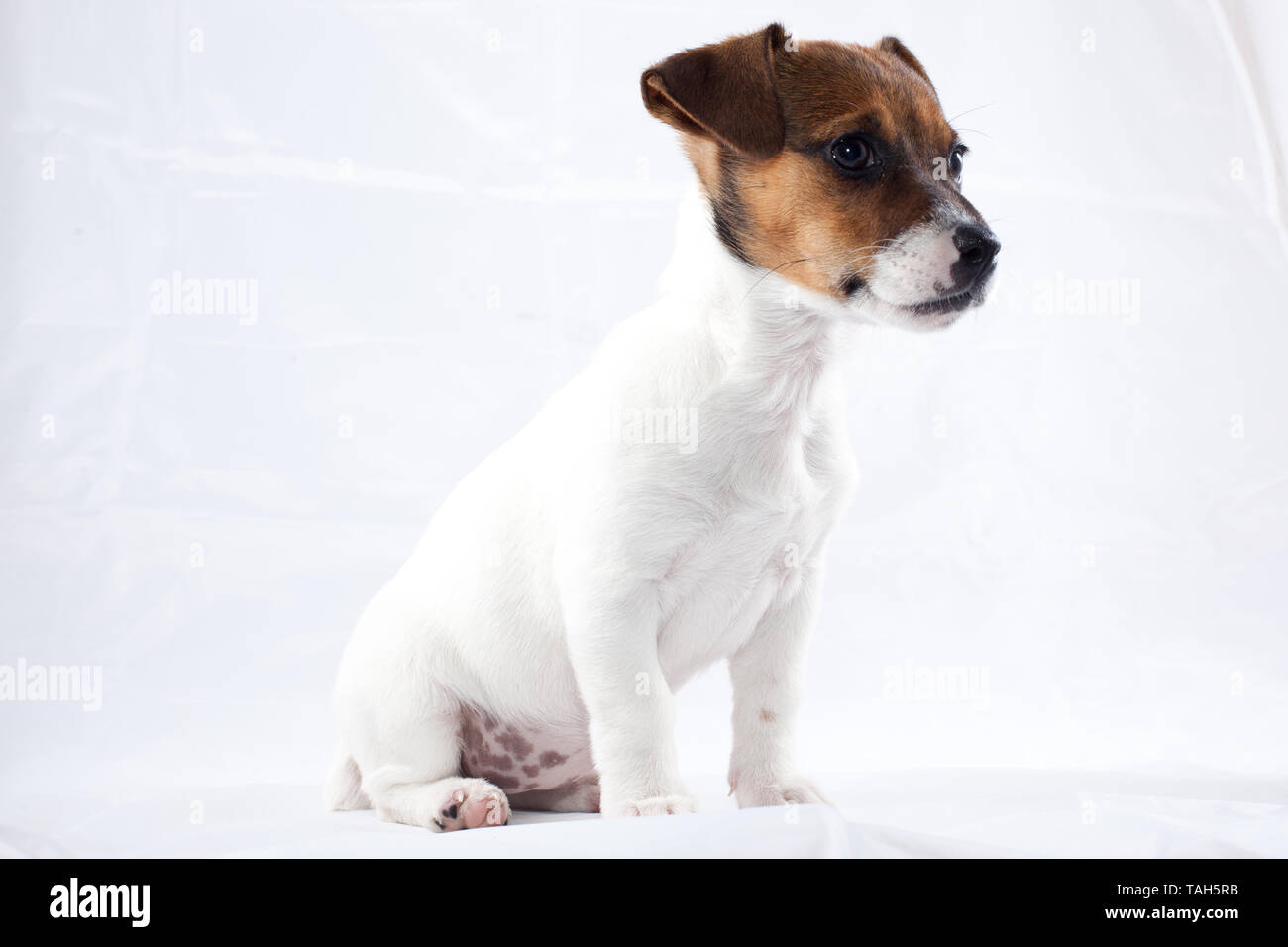 Jack Russell puppy without collar on blank background Stock Photo - Alamy