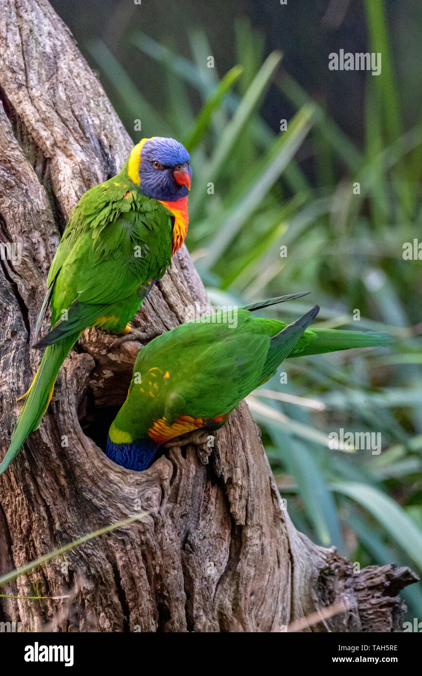 Nesting rainbow lorikeets hi-res stock photography and images - Alamy