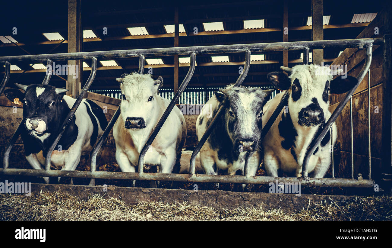 Sitting cows hi-res stock photography and images - Alamy