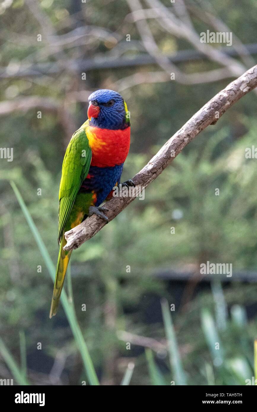 Common australian bush bird hi-res stock photography and images - Alamy