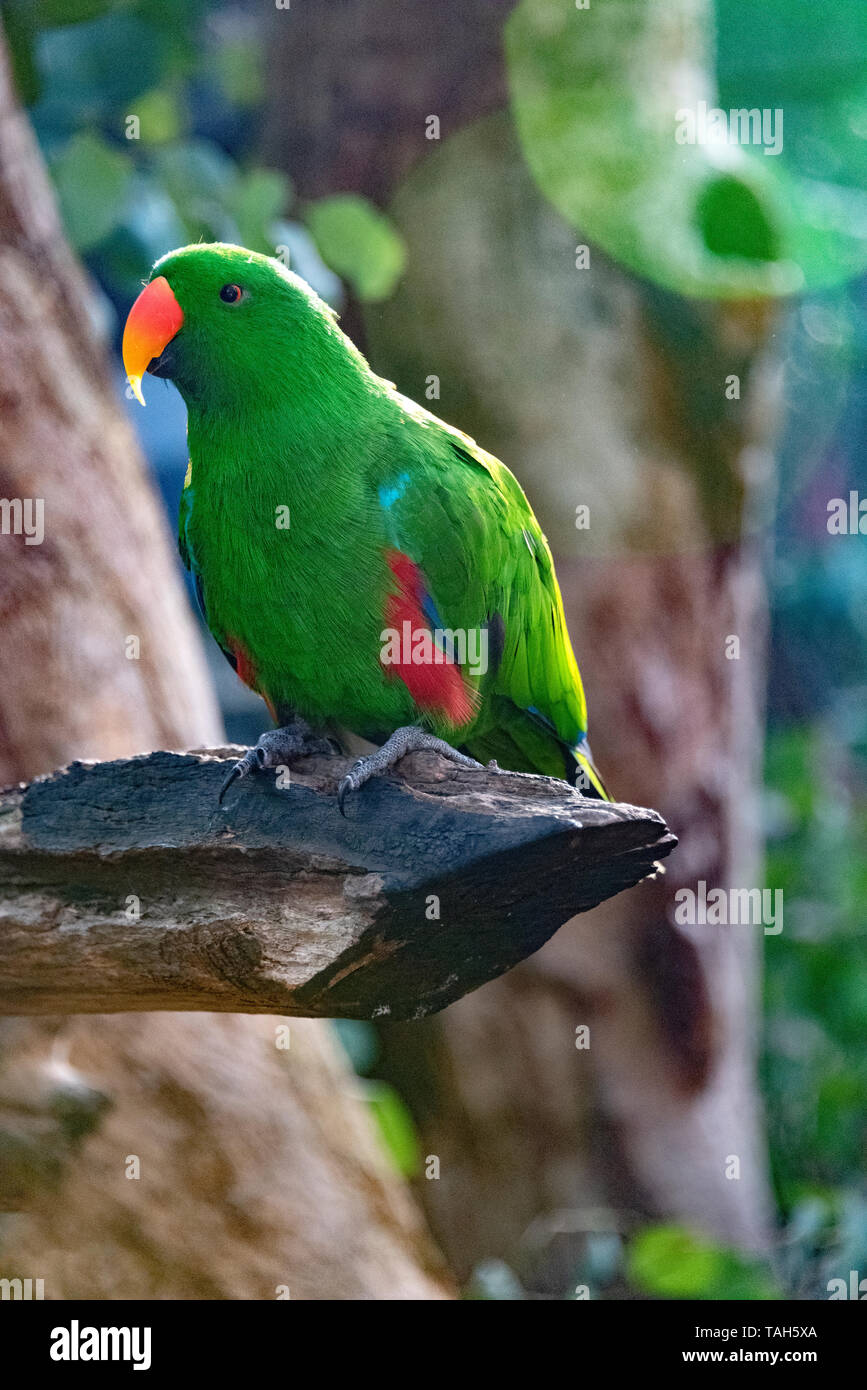 Emerald green male Electus parrot Stock Photo - Alamy