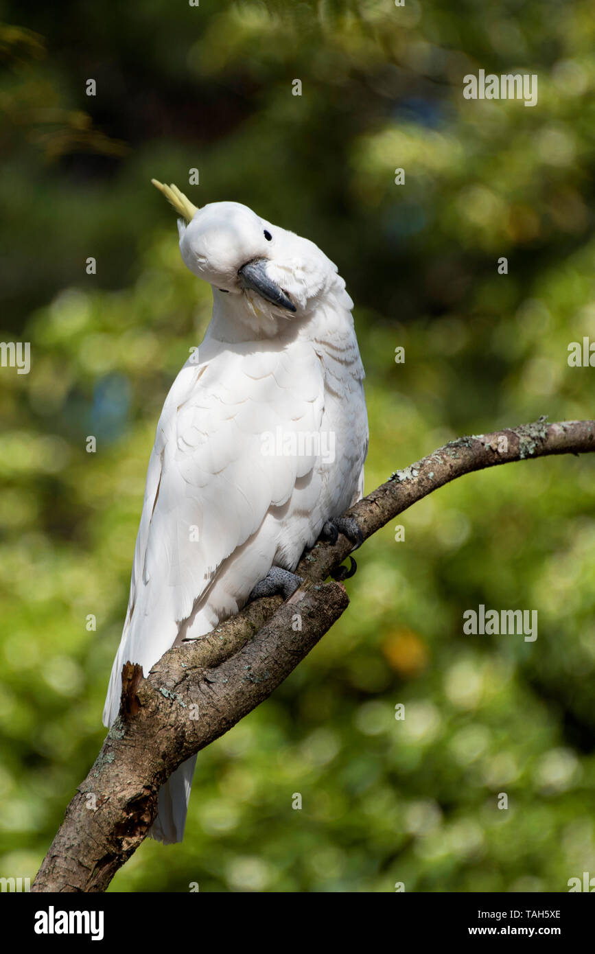 Australian cockatoo hi-res stock photography and images - Alamy