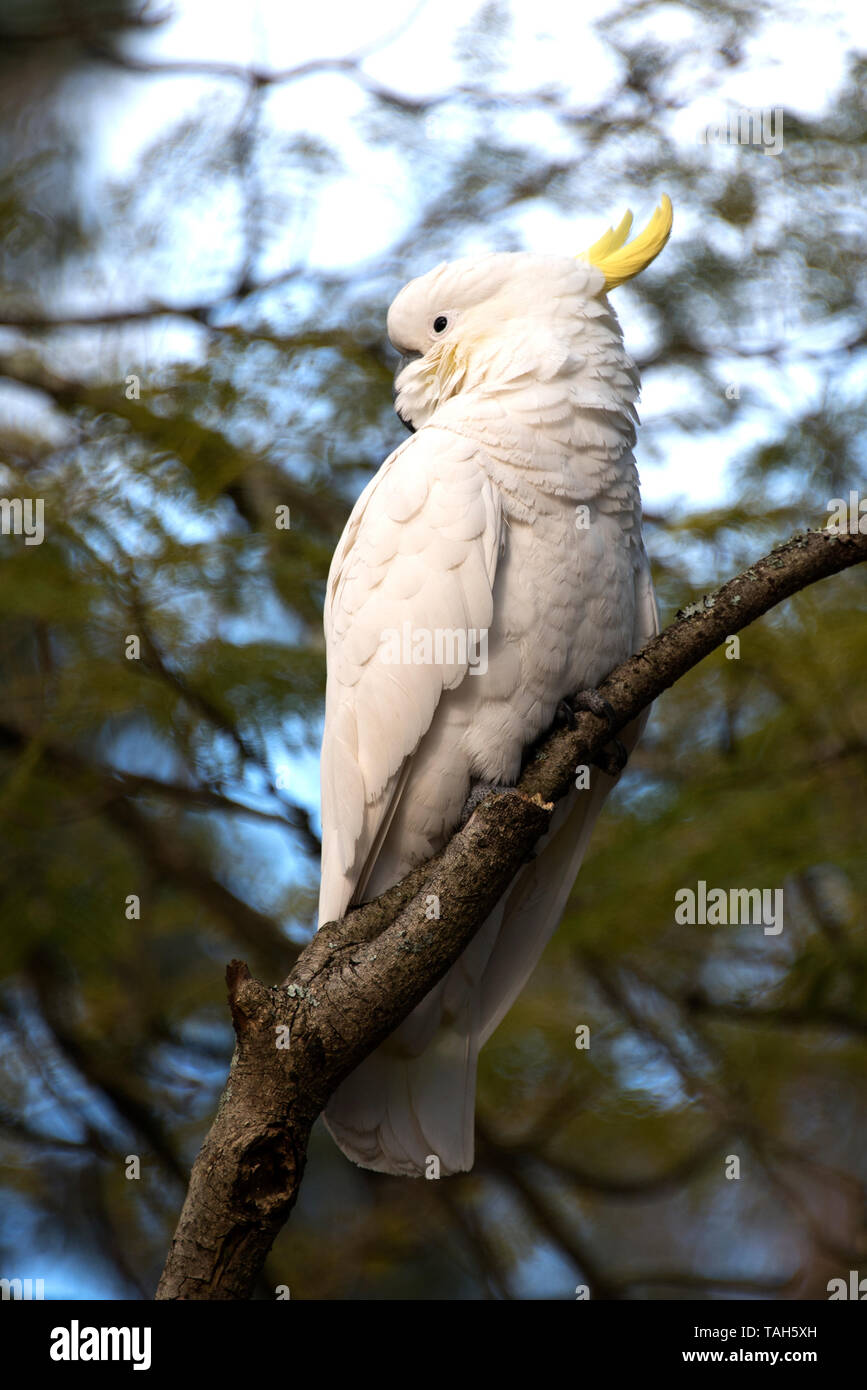 Australian cockatoo hi-res stock photography and images - Alamy