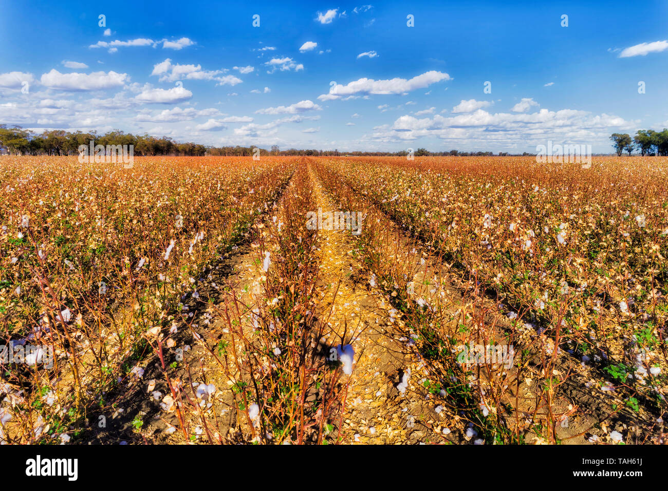 Australian outback plants hi-res stock photography and images - Alamy