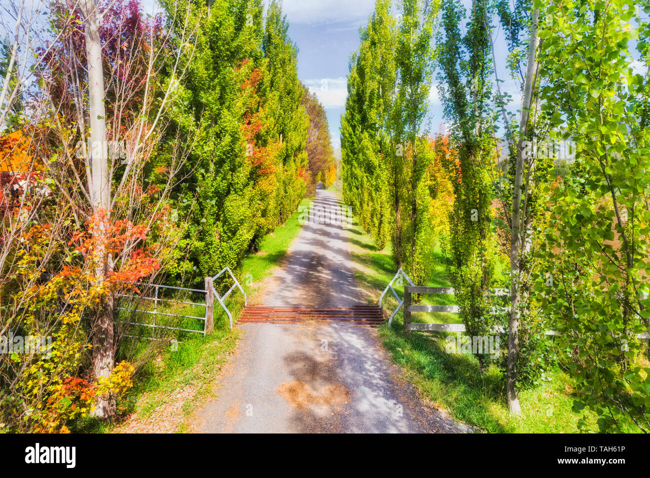 Autumn season on leave trees along alley leading to horse farm ranch in ...