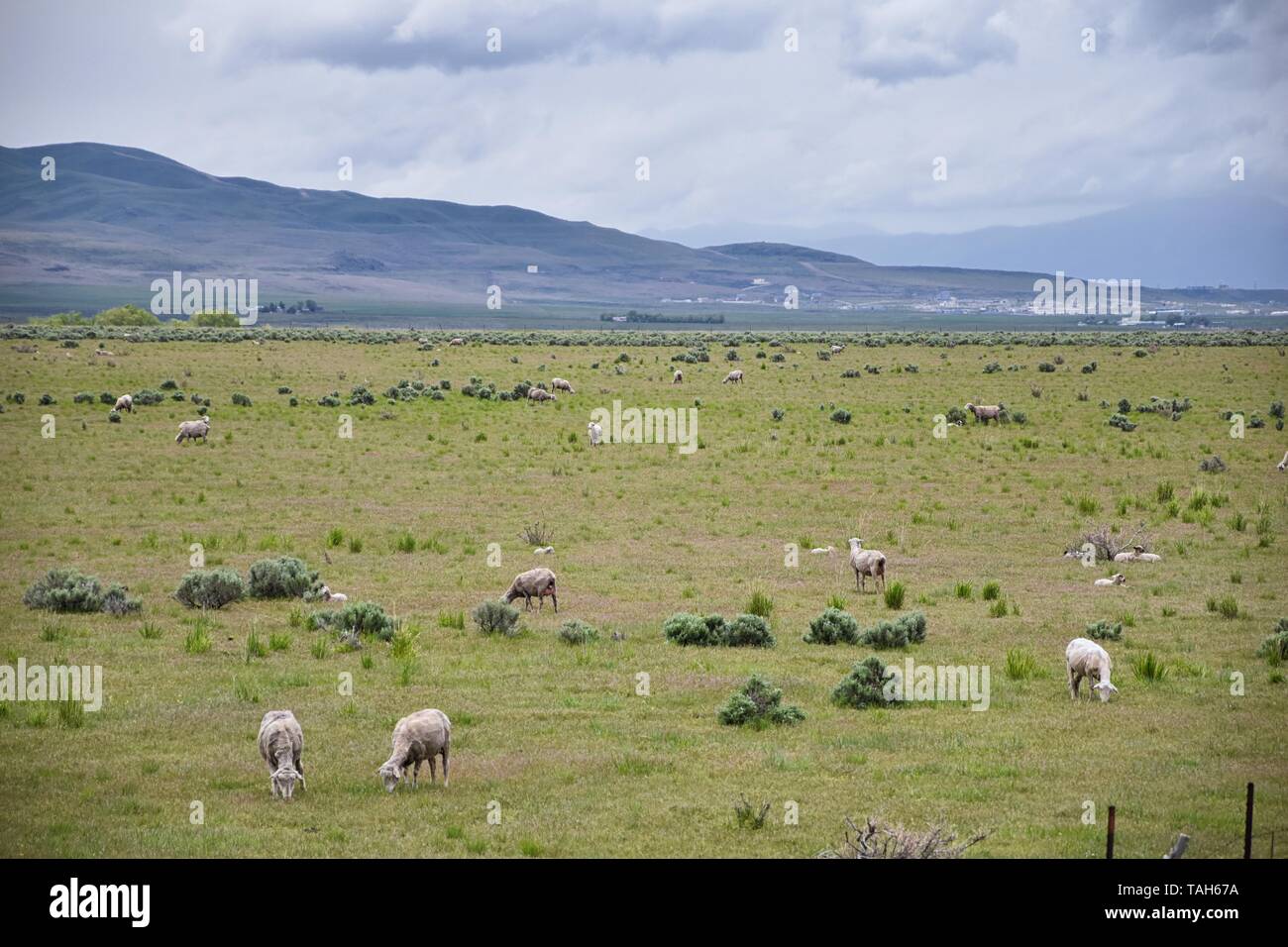 Sheep grazing in Landscape stormy panorama view from the border of Utah ...