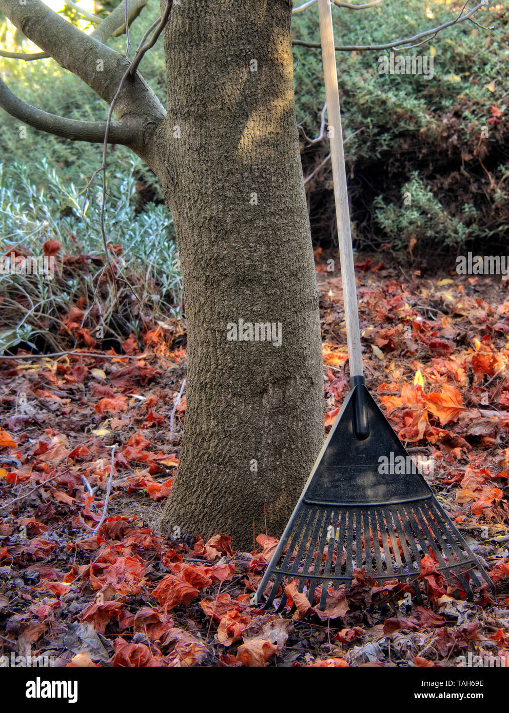 A rake leaning against a bare tree with autumn leaves Stock Photo - Alamy