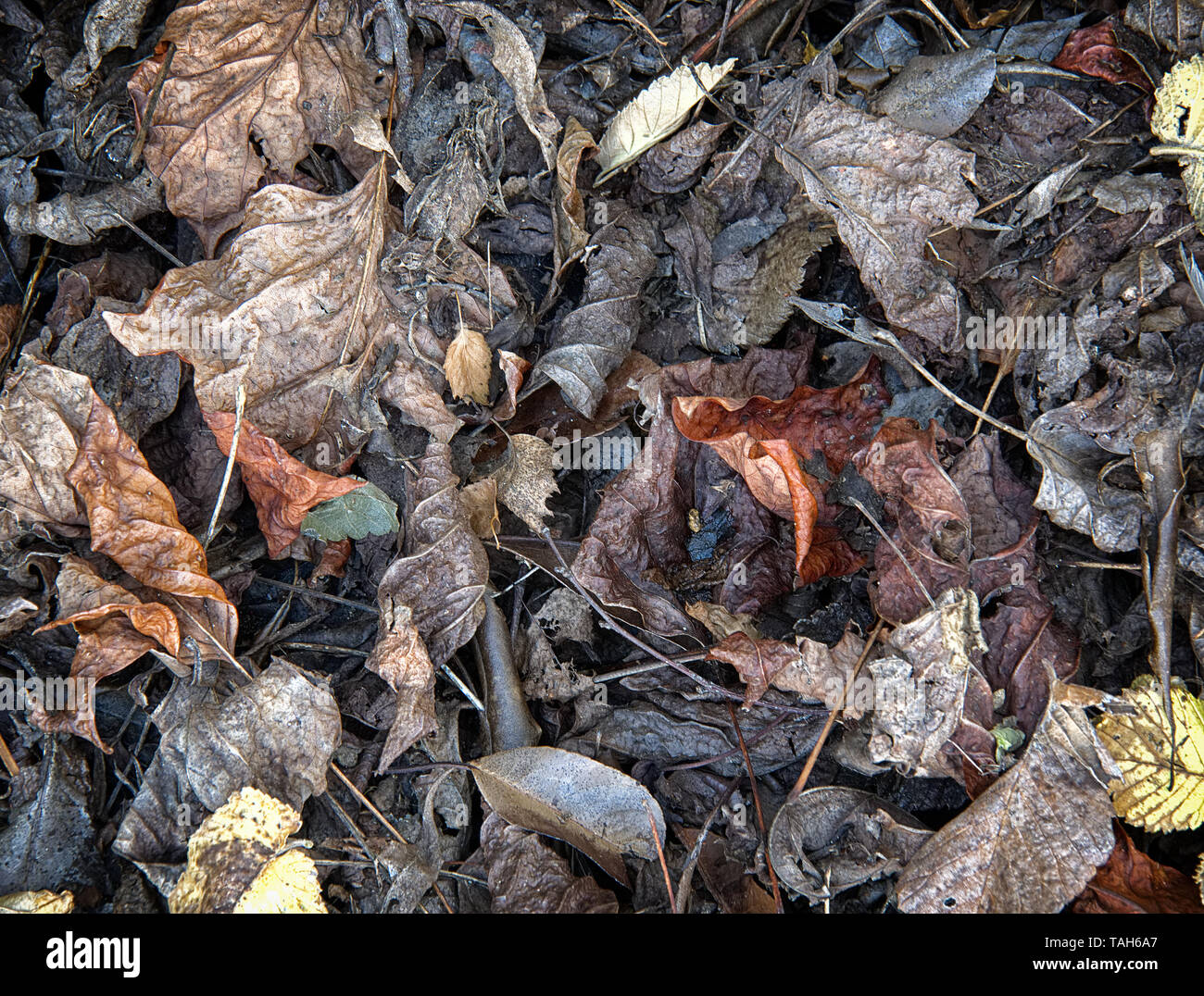 Decaying texture hi-res stock photography and images - Alamy