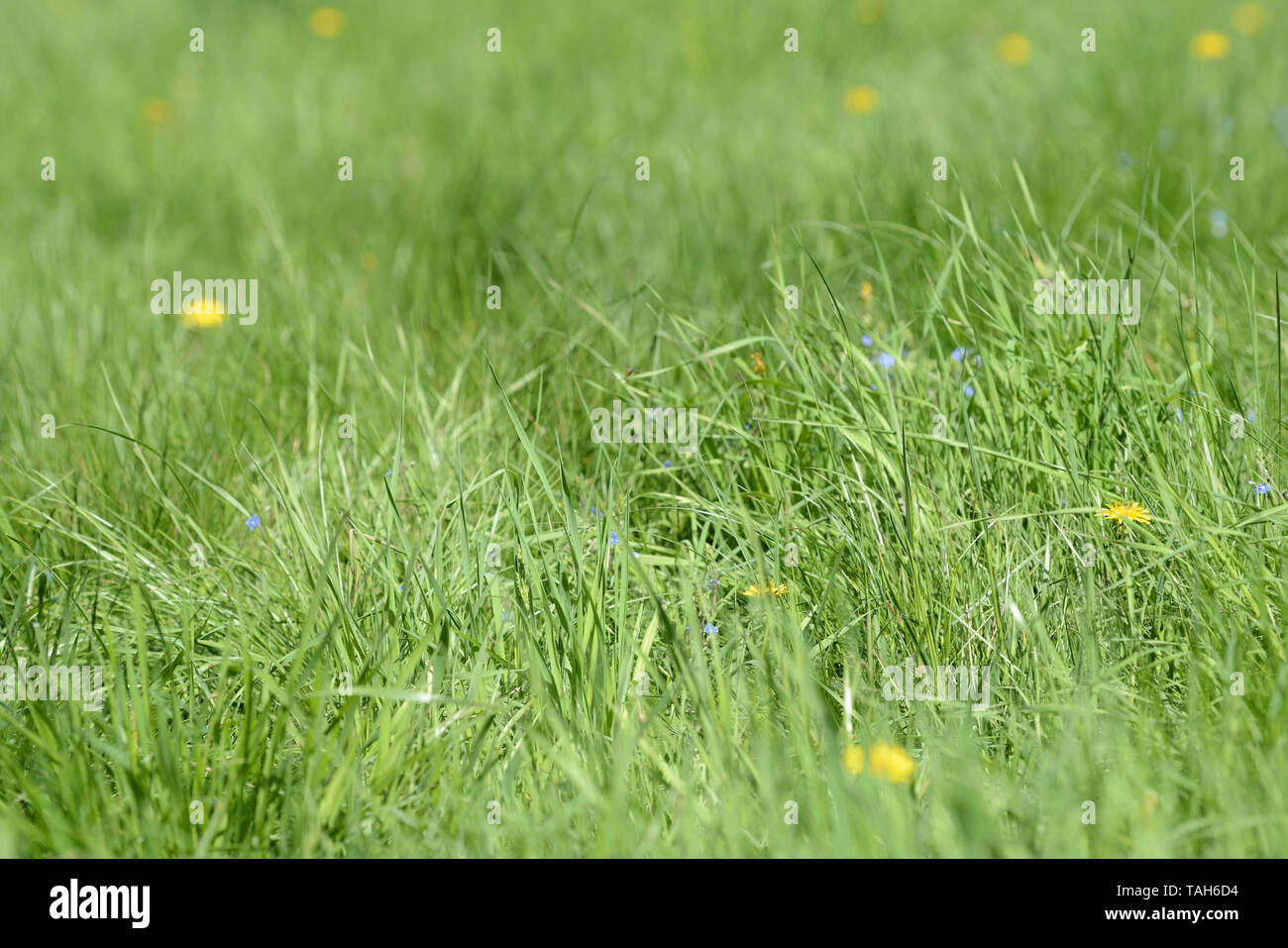 Green grass and flowers in the meadow on a bright sunny day. Natural ...