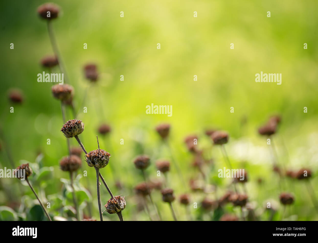 Natural abstract sunny background Stock Photo - Alamy