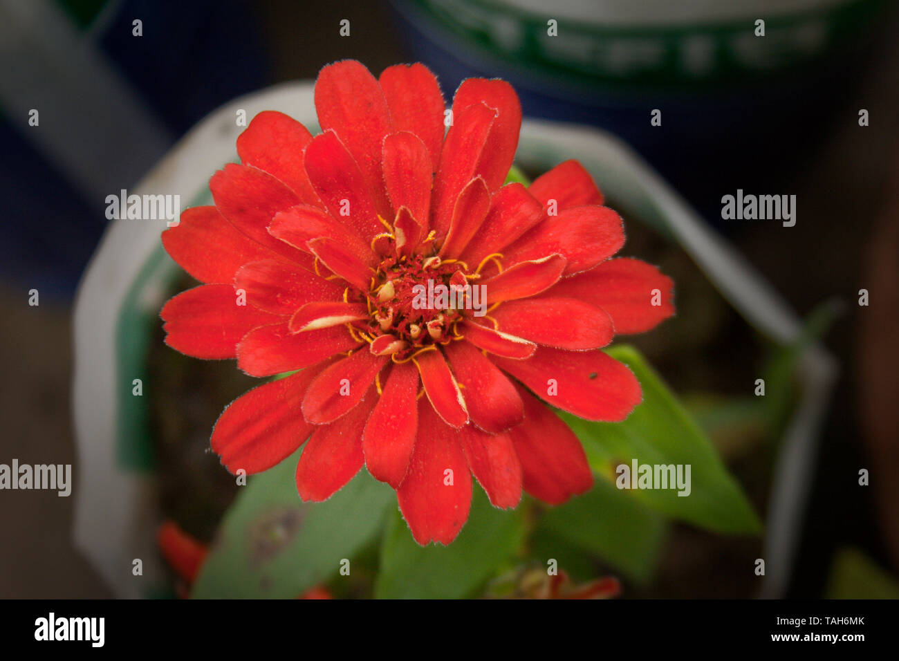 Dhaka bangladesh flower hi-res stock photography and images - Alamy