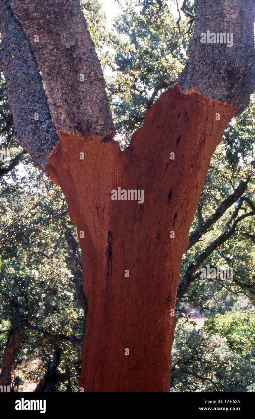Cork quercus suber hi-res stock photography and images - Alamy