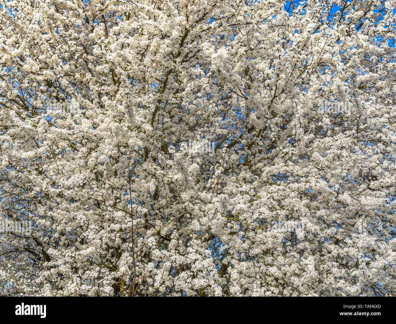 Hawthorn "May" blossom Stock Photo - Alamy